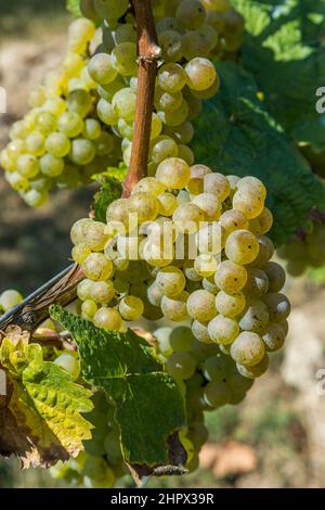 bunch of golden grapes on grapevine right before harvest Stock Photo ...