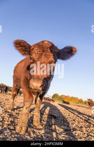 grazing cown at the meadow under clear blue sky Stock Photo - Alamy