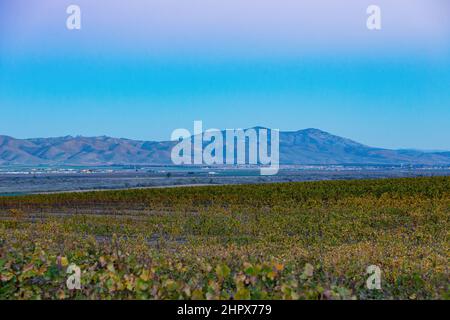 Sunset view of the vineyard landscape of Salinas Valley at California ...