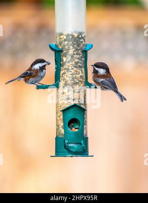 Bird at the feeder in the winter in Victoria, BC, Canada. Dark-eyed ...