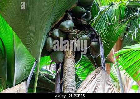 Coco de Mer (Lodoicea maldivica), coconut, largest seed on earth, fruit ...