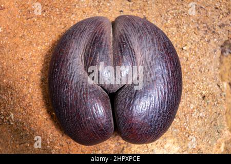 Nut and tree of the coco de mer, a rare species of palm tree native to ...