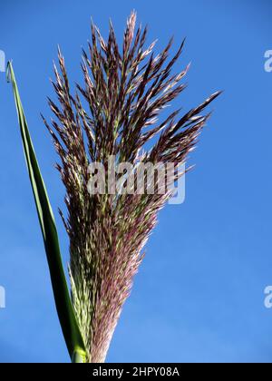 Branch of Giant reed plant with flower Stock Photo - Alamy