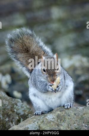 The introduced Grey squirrel is now a common sight in parks and gardens ...