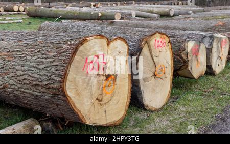 Daldorf, Germany. 24th Feb, 2022. Logs are lying in the central ...