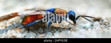Ruby tailed or Cuckoo Wasp (Hedychrum roseum), Chrysididae. Sussex, UK ...