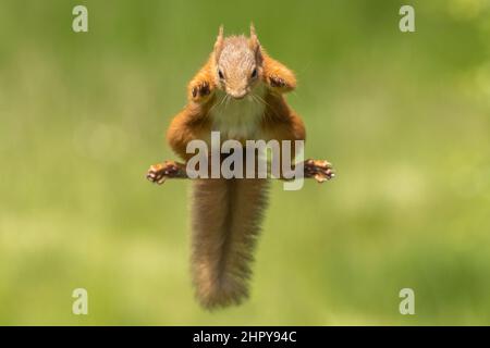 Beautiful jumping Red Squirrel (Sciurus vulgaris) landed on a branch in ...