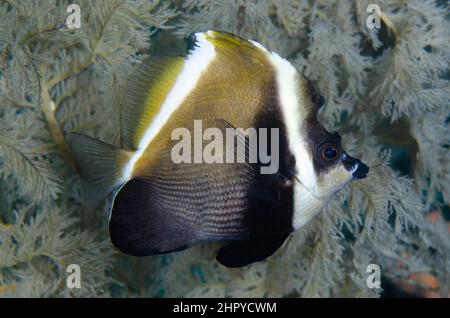 Side view of an Horned Bannerfish, Heniochus varius, isolated on white ...