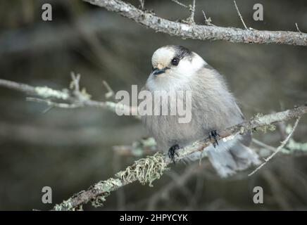Winter Canadian gray jay sitting on a branch Stock Photo - Alamy