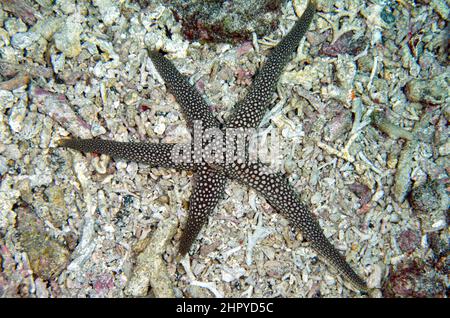 Warty Mesh Sea Star, Nardoa tuberculata, Three Sisters dive site, Padar ...
