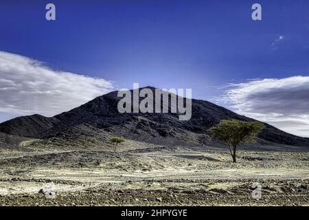 Acacias tree in the savanna in Saudi Arabia Stock Photo - Alamy