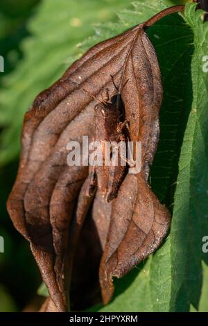 Pezotettix giornae grasshopper dead from parasitic fungus Entomophthora ...