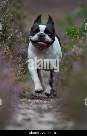 Boston terrier dog in heather landscape Stock Photo - Alamy