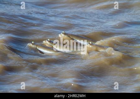 Four-eyed fishes, (Anableps) swimming in Suriname river, Paramaribo ...