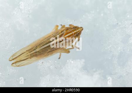 Delphacid planthopper (Stenocranus sp) walking on snow Stock Photo - Alamy