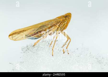 Delphacid planthopper (Stenocranus sp) walking on snow Stock Photo - Alamy