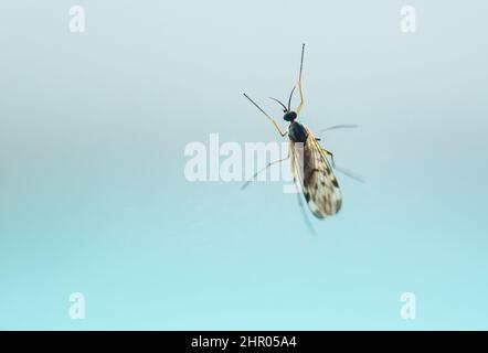 Wood gnat on a glass window (Sylvicola sp Stock Photo - Alamy