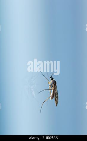 Wood gnat on a glass window (Sylvicola sp Stock Photo - Alamy