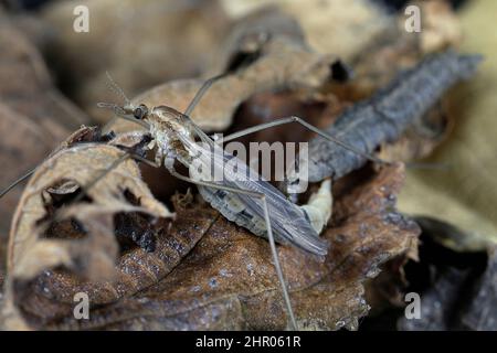 Dead crane fly (Diptera tipulidae Stock Photo - Alamy