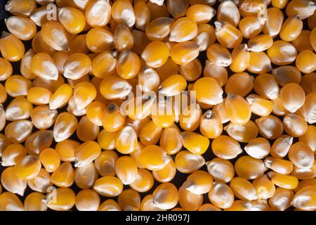Heap of raw popcorn grains texture background Stock Photo - Alamy