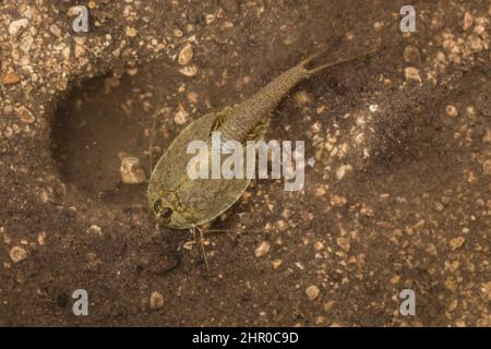triops the tadpole shrimp Stock Photo - Alamy