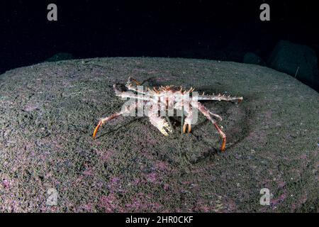 Northern stone crab, King crab (Lithodes maja, Lithodes maja, Lithodes ...