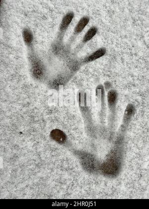 Hand prints in the newly fallen snow Stock Photo - Alamy