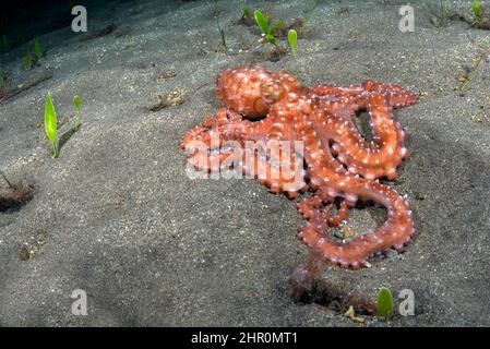 White spotted octopus (Octopus macropus) on black background. Marine ...