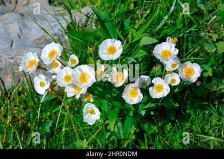Amplexicaulis buttercup (Ranunculus amplexicaulis). Habitat: subalpine ...