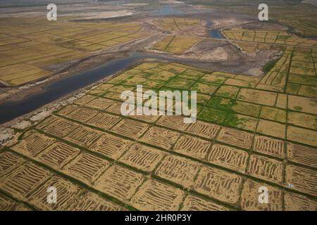 Fertile rice farmland in the Senegal River delta is bordered by rivers ...