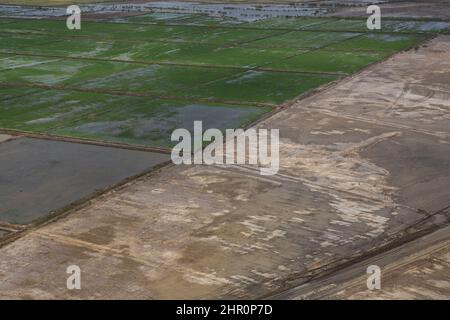 Over-salinated rice fields lie fallow in the Senegal River Delta ...