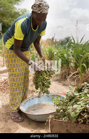 Woman washing clothes in the Senegal river, Dagana, Senegal Stock Photo ...
