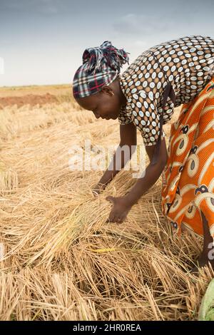 An african woman works in the rice fields of Gambia Stock Photo - Alamy