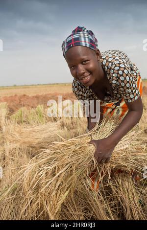 An african woman works in the rice fields of Gambia Stock Photo - Alamy