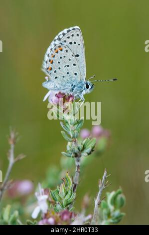 Pseudophilotes baton, the baton blue, is a butterfly of the family ...