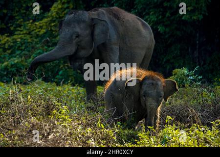 Sumatran forest elephants (Elephas maximus sumatranus) bathing. Gunung ...