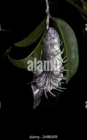 Atlas Moth Larva- Attacus atlas is one of the largest species of ...