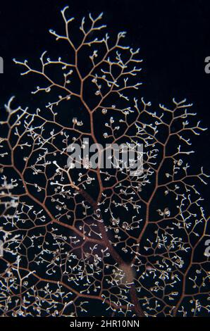 Giant Basket Star (Astroboa nuda) branch, night dive, Pyramids dive ...