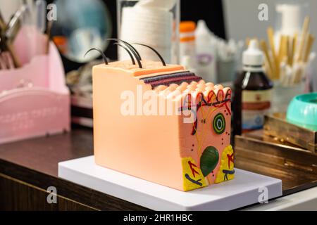 The Human Skin Cross-Section plastic model. Detailed human skin ...
