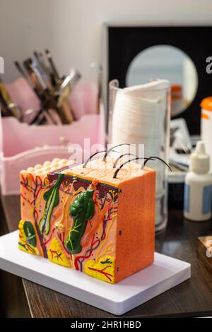 The Human Skin Cross-Section plastic model. Detailed human skin ...