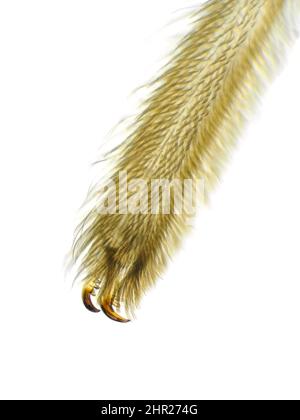 Claw and tarsus of a spider leg Stock Photo - Alamy