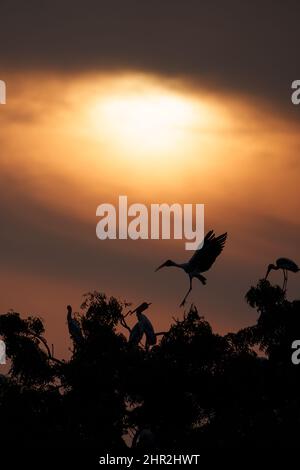 Painted Stork flying early morning from their nest Stock Photo - Alamy