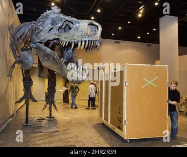 The T Rex Sue, the most complete Tyrannosaurus Rex to be discovered ...