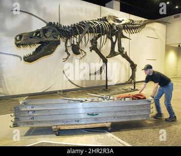 The T Rex Sue, the most complete Tyrannosaurus Rex to be discovered ...