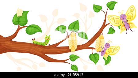 Butterfly metamorphosis from caterpillar to cocoon and insect with ...