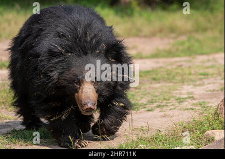 Closeup shot of a sloth bear in its natural habitat Stock Photo - Alamy