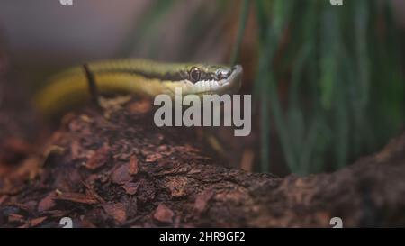 Baron's Green Racer Snake Stock Photo - Alamy