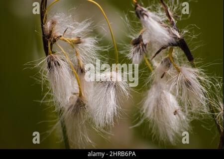 A closeup of growing cotton in blurred background Stock Photo - Alamy