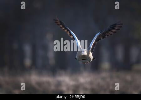 Egyptian goose flying towards camera Stock Photo - Alamy