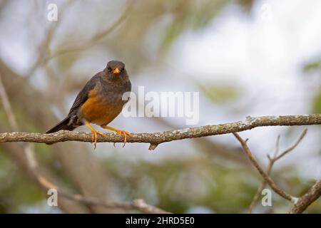 An abyssinian thrush (Turdus abyssinicus) perched on a branch of a tree ...